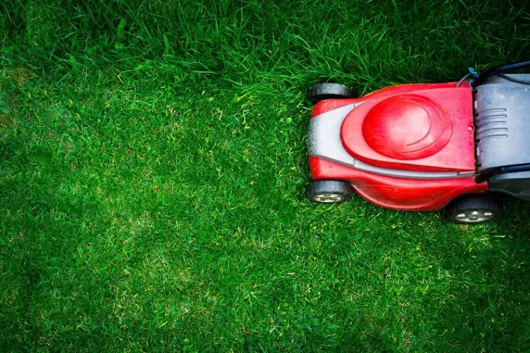 Understanding How Often Should You Mow Your Lawn - Lawn Matters ...